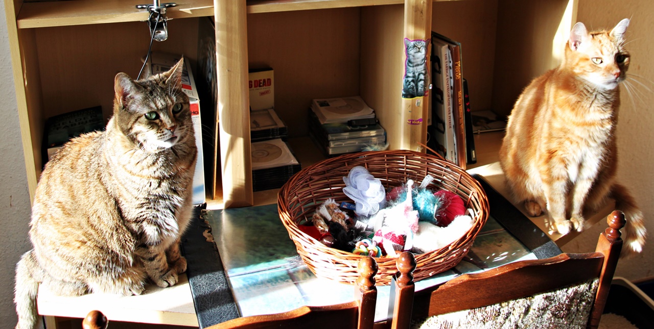 The Cat Files – Neues von Mulder und Scully | One of these days