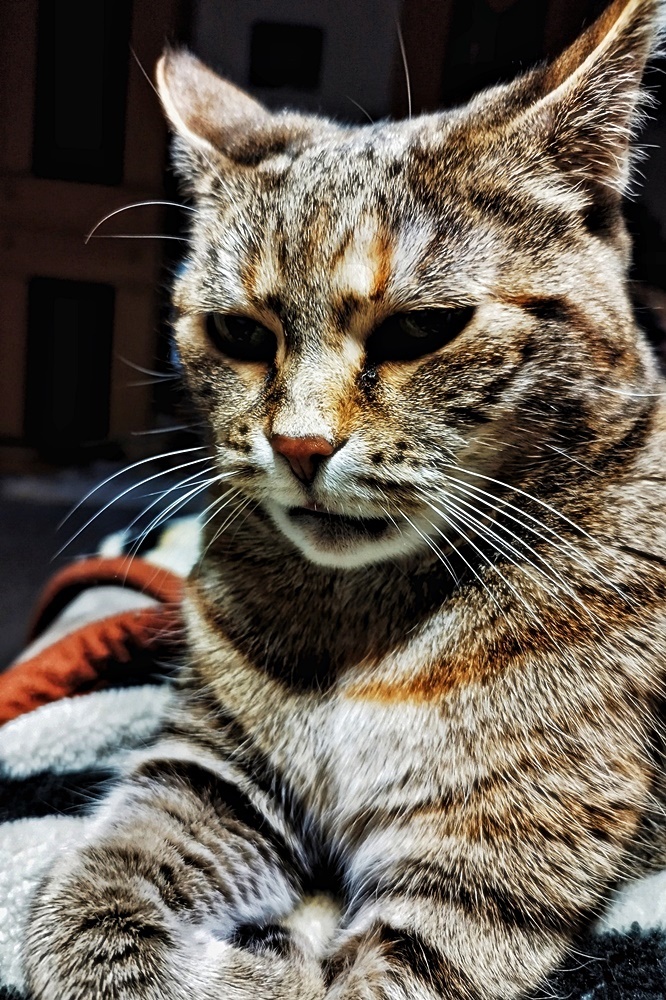 The Cat Files – Neues von Mulder und Scully | One of these days