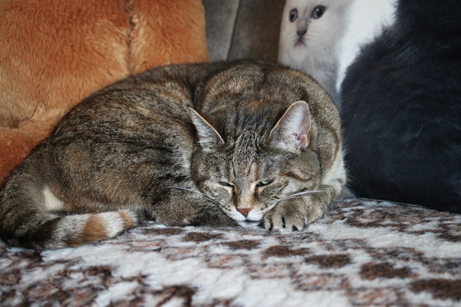 The Cat Files – Neues von Mulder und Scully | One of these days